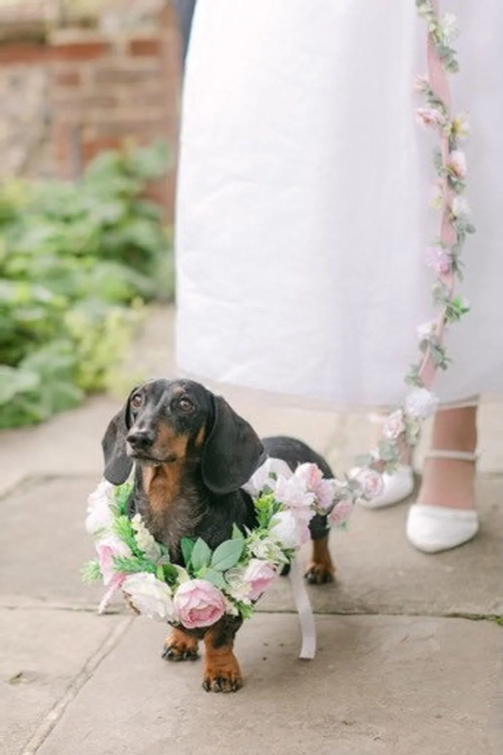 Dog Flower Collar: Dog Wedding Collar, Harness and Accessories ...