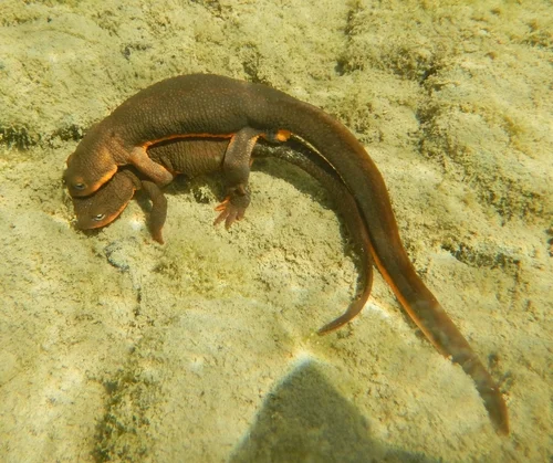 Other Aquatic Life — ERRP