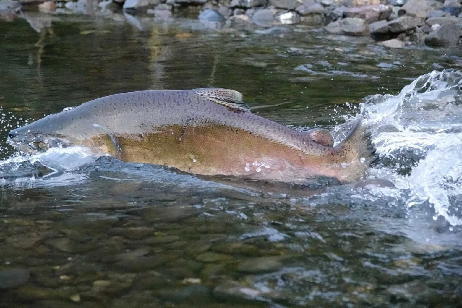 Eel River Recovery Project