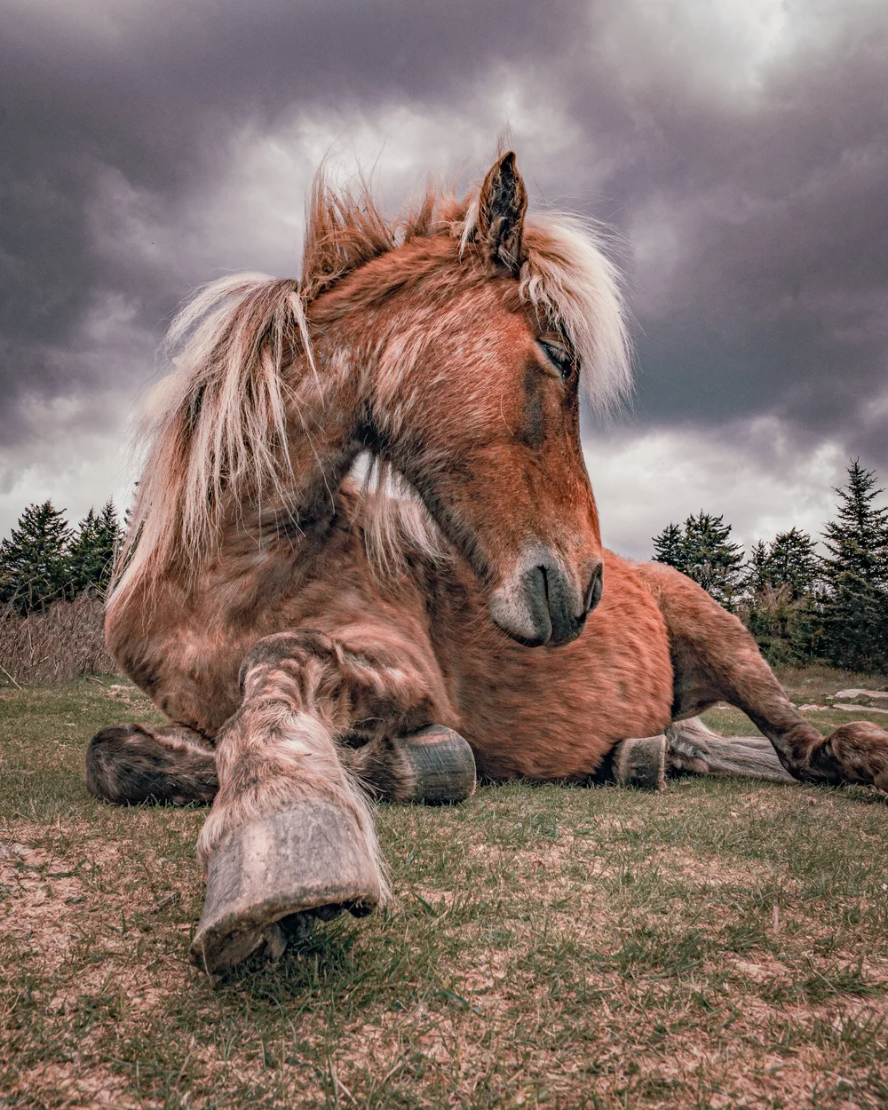 Jesse The Pony
