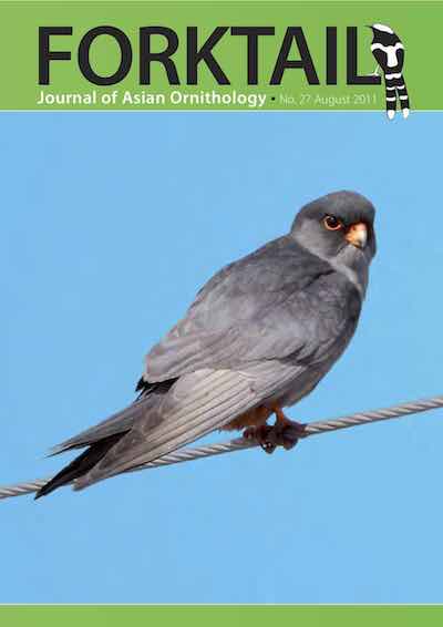 Forktail — Oriental Bird Club