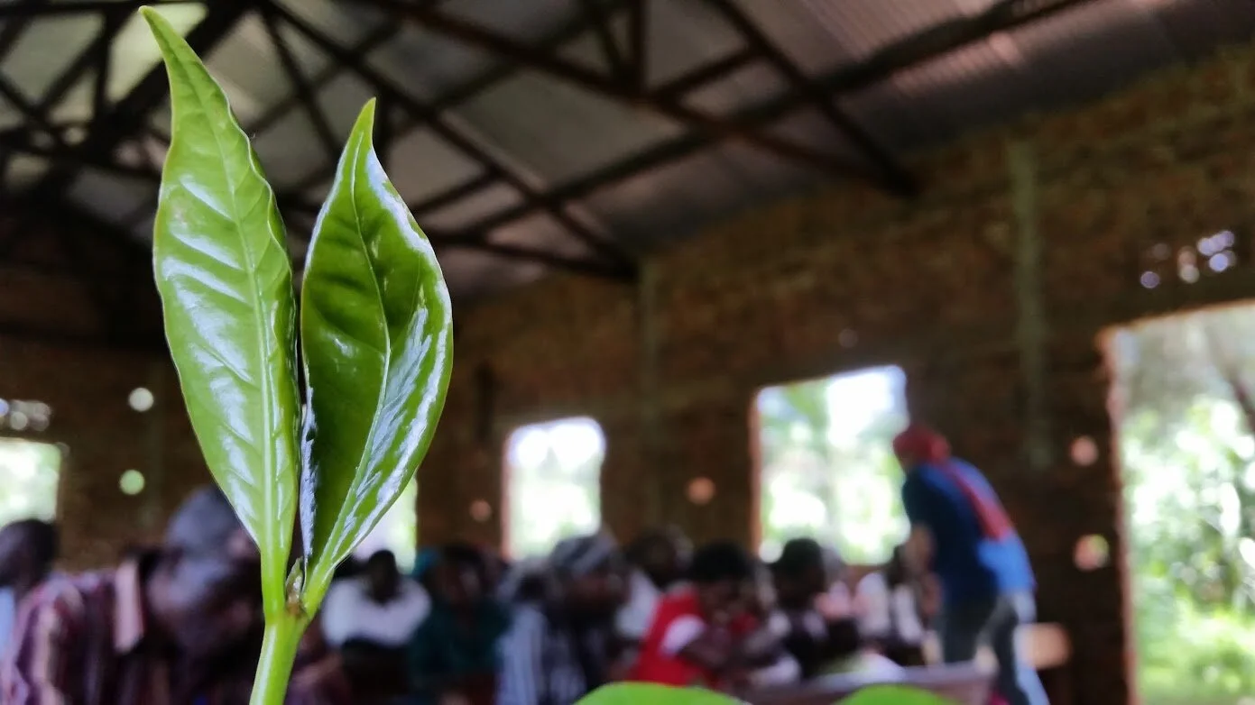 The Glorious Cup of Bukalasi Coffee — Endiro Coffee