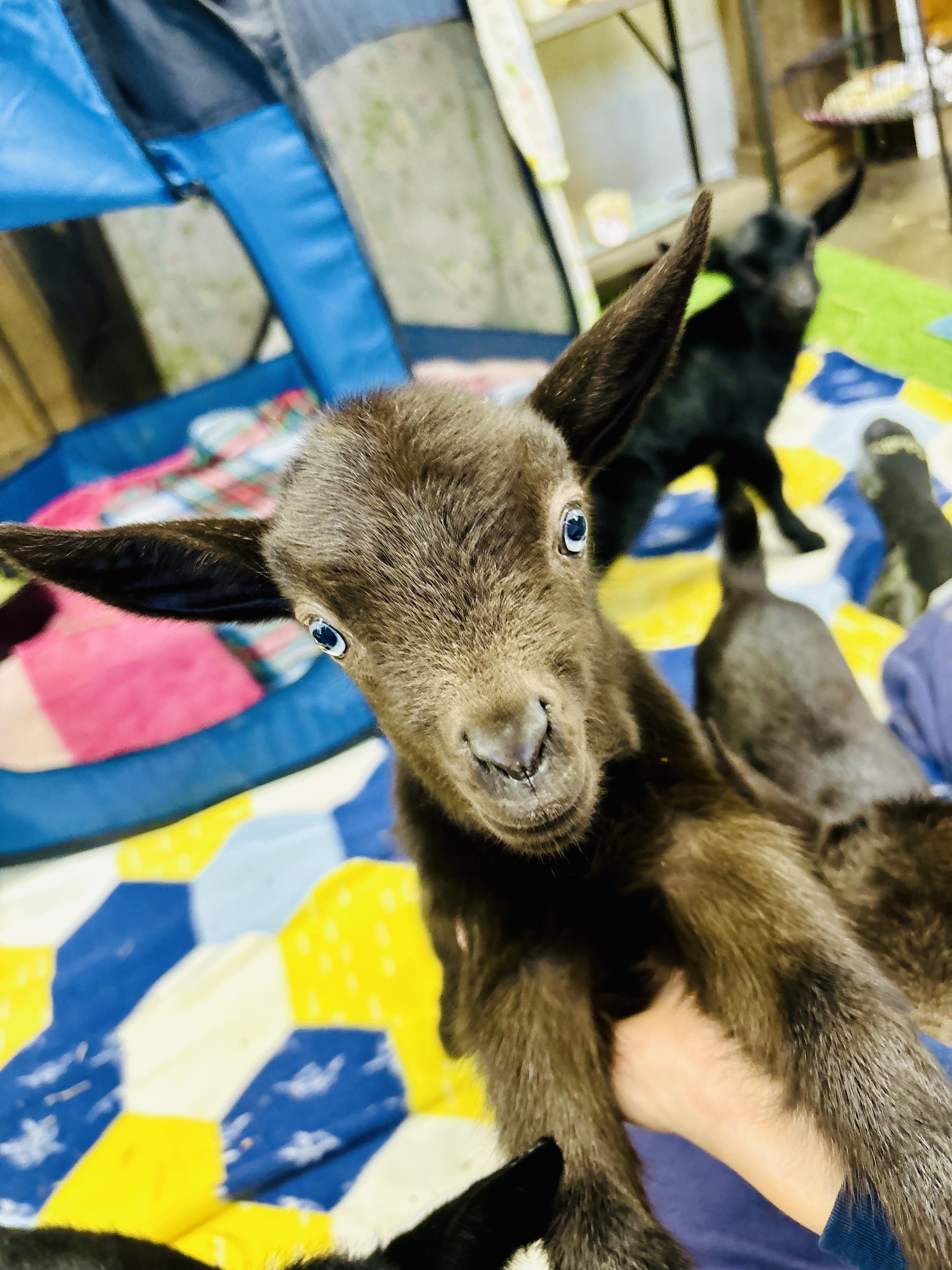 Goat Snuggle Sessions-2026 — Dandelion Springs Apiary
