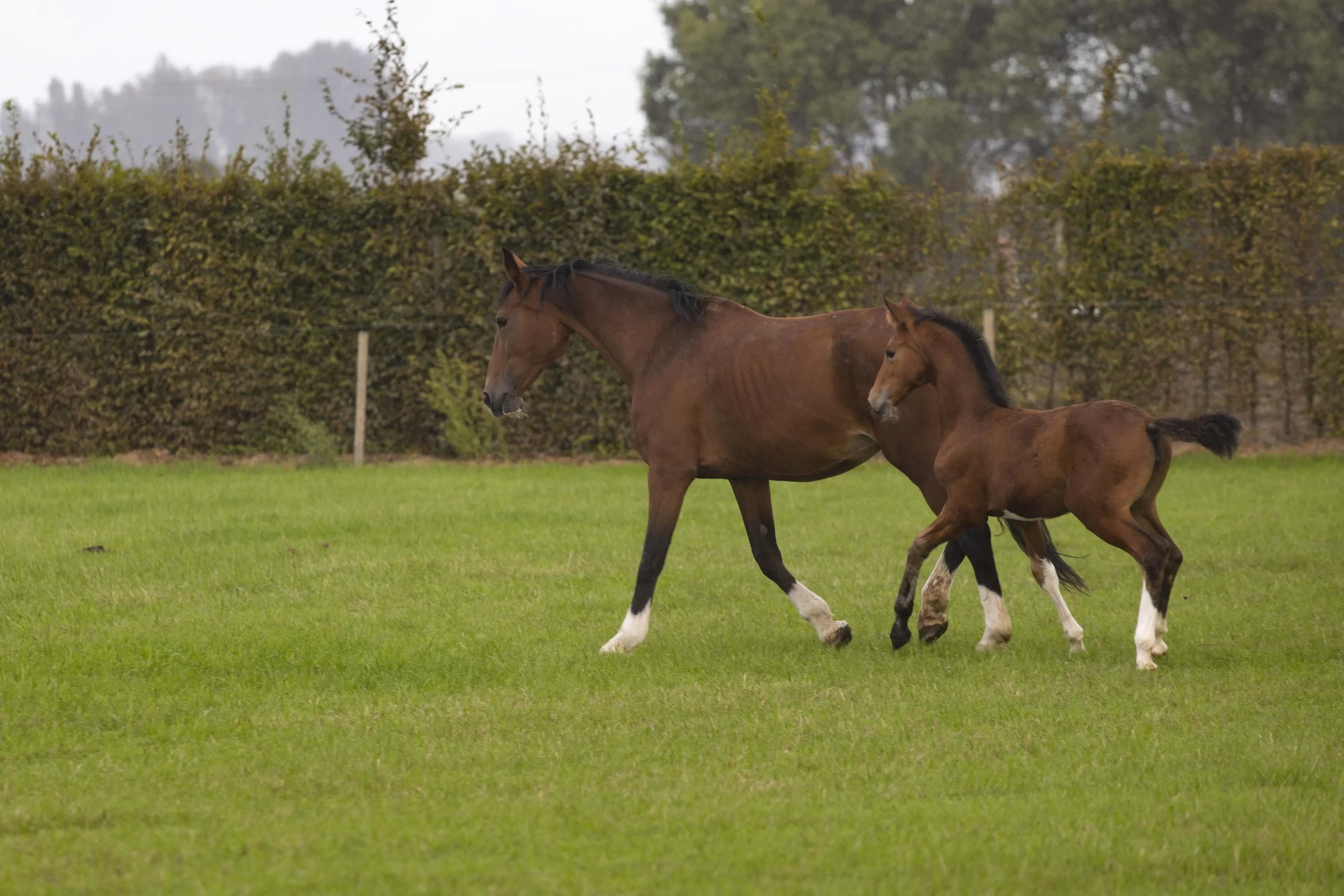 Stoeterij Manorhoeve