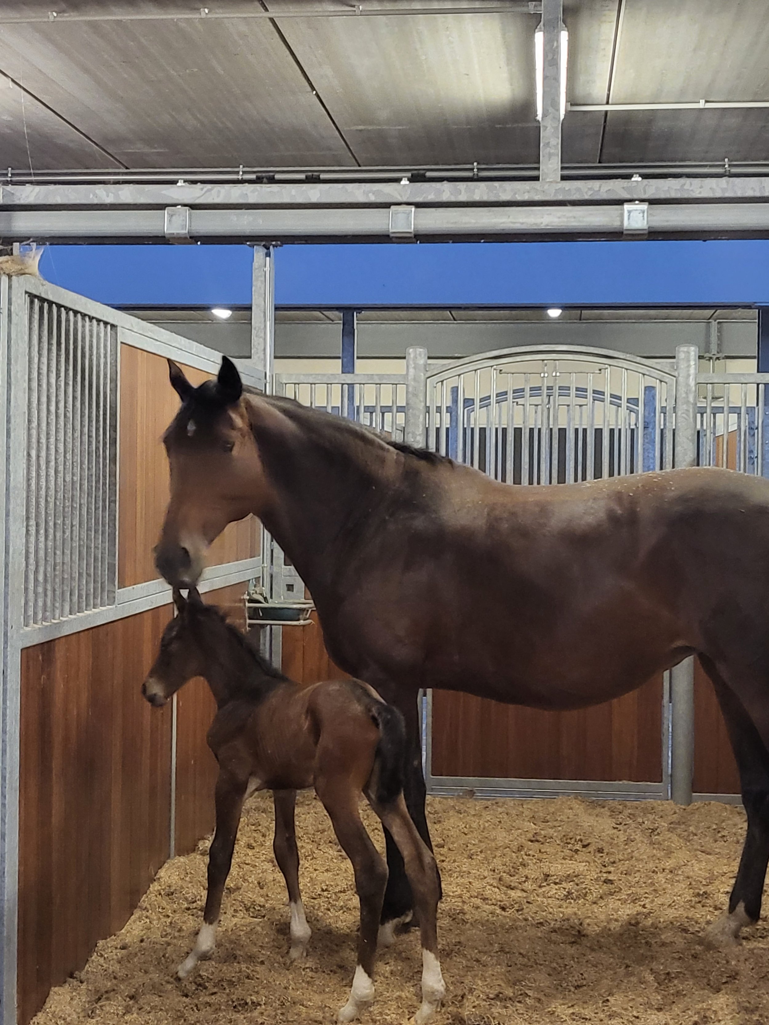 Stoeterij Manorhoeve