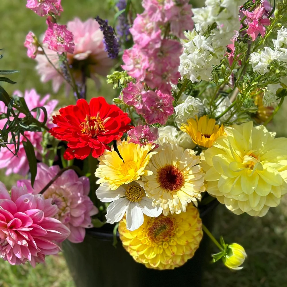 Flowers - Pick your own — Micklems Farm | Art Classes in Berkshire ...