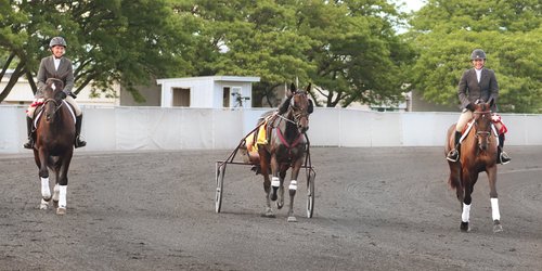 Hambletonian Champions — Hambletonian Society Inc