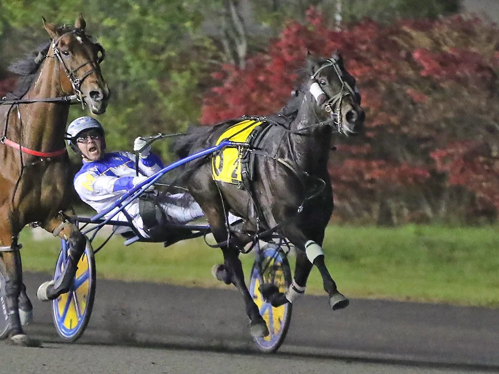 Beatson family excited as So Much More heads to Breeders Crown ...
