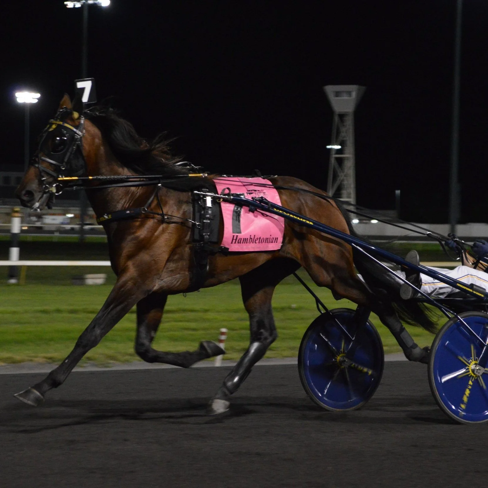 The Finalists — Hambletonian Society Inc