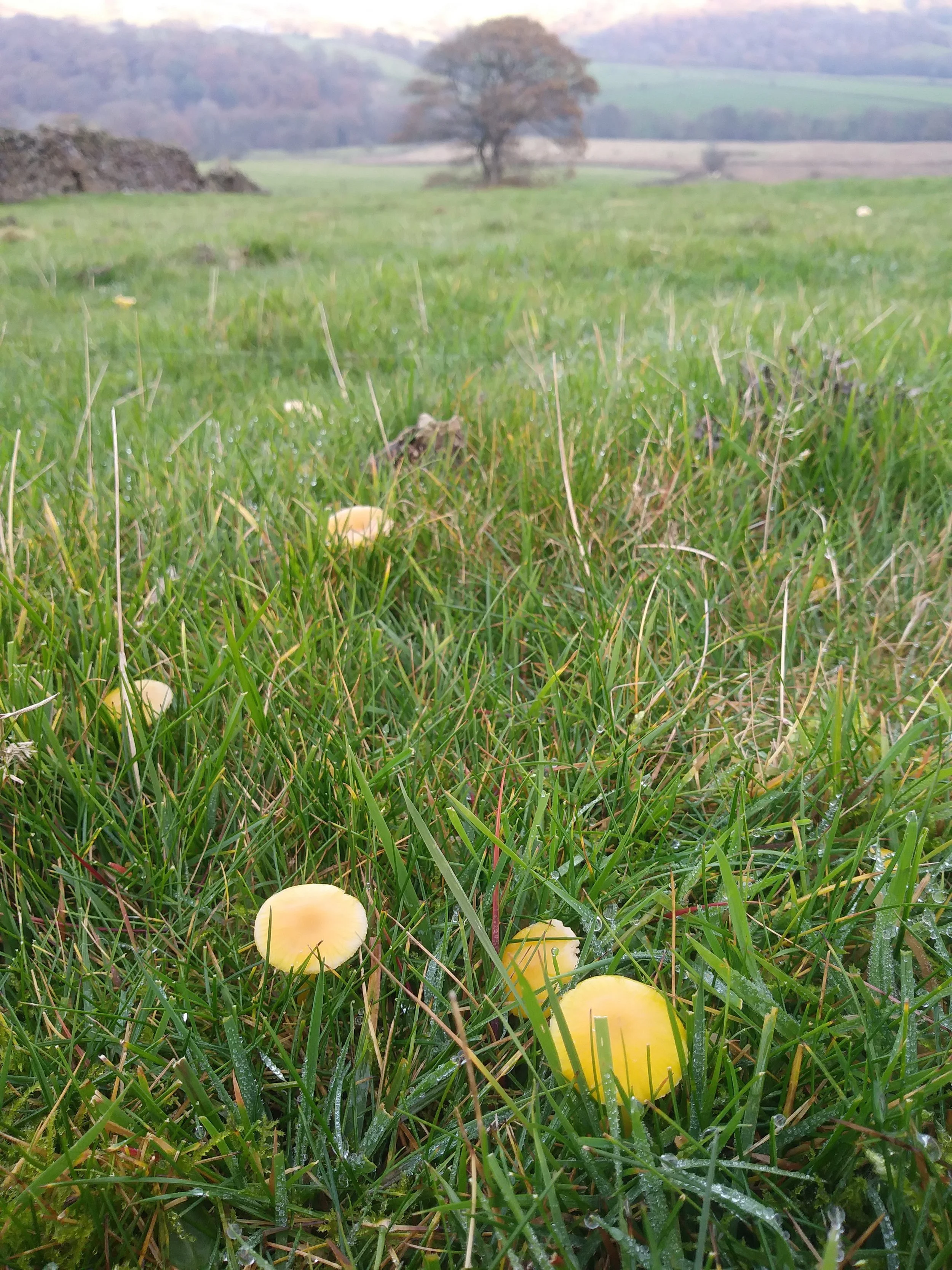 Waxcaps — neyedc