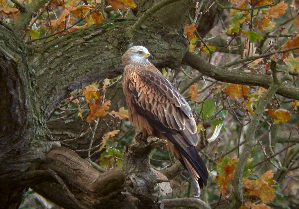 #18 Red Kite by Doug Simpson — neyedc