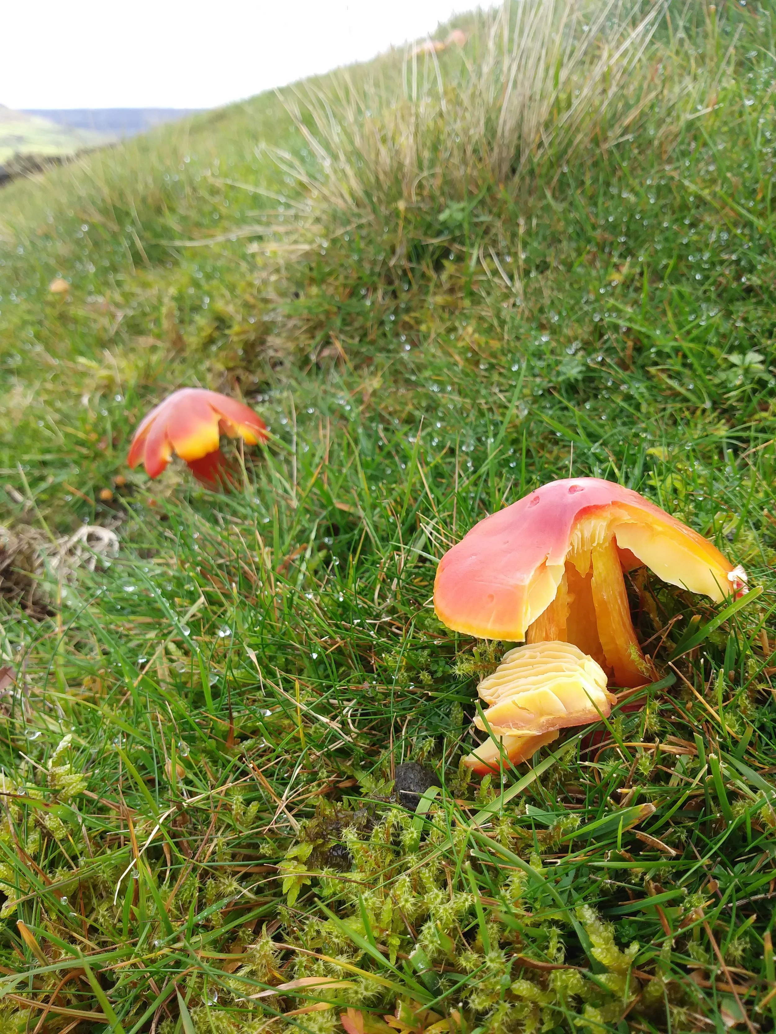 Yorkshire Waxcaps and beyond: NEYEDC's grassland fungi projects — neyedc