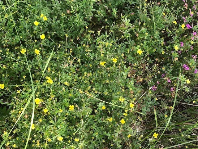 #14 Tormentil Mining Bee by Vicky Wilkins — neyedc