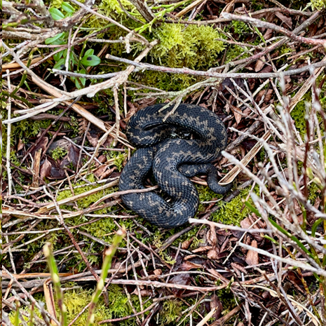 #51 Adder by John Hartshorn — neyedc