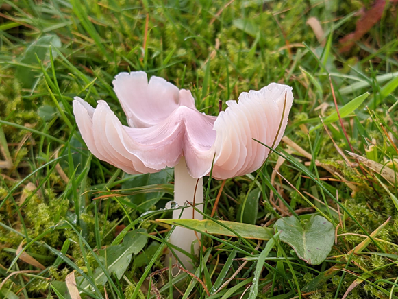 #33 Pink Waxcap by Steve Hindle — neyedc