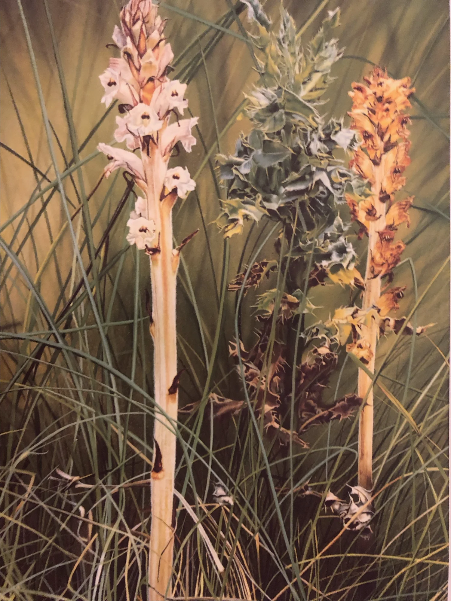 #47 Thistle Broomrape by Seebra Young — neyedc