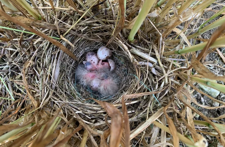 #98 Corn Bunting by Colin Slator — neyedc