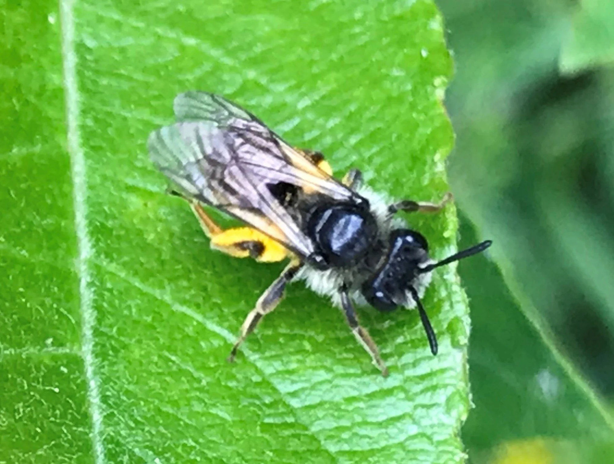 #14 Tormentil Mining Bee by Vicky Wilkins — neyedc