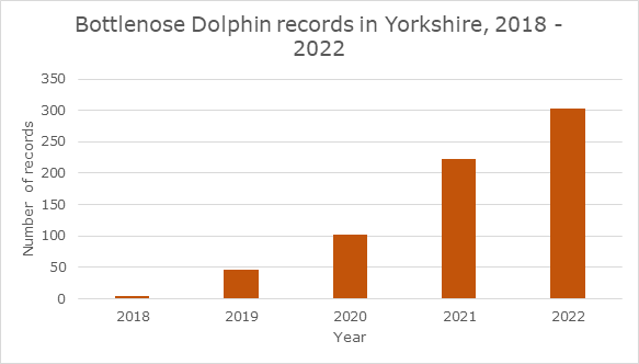 #38 Bottlenose Dolphin by Stuart Baines — neyedc