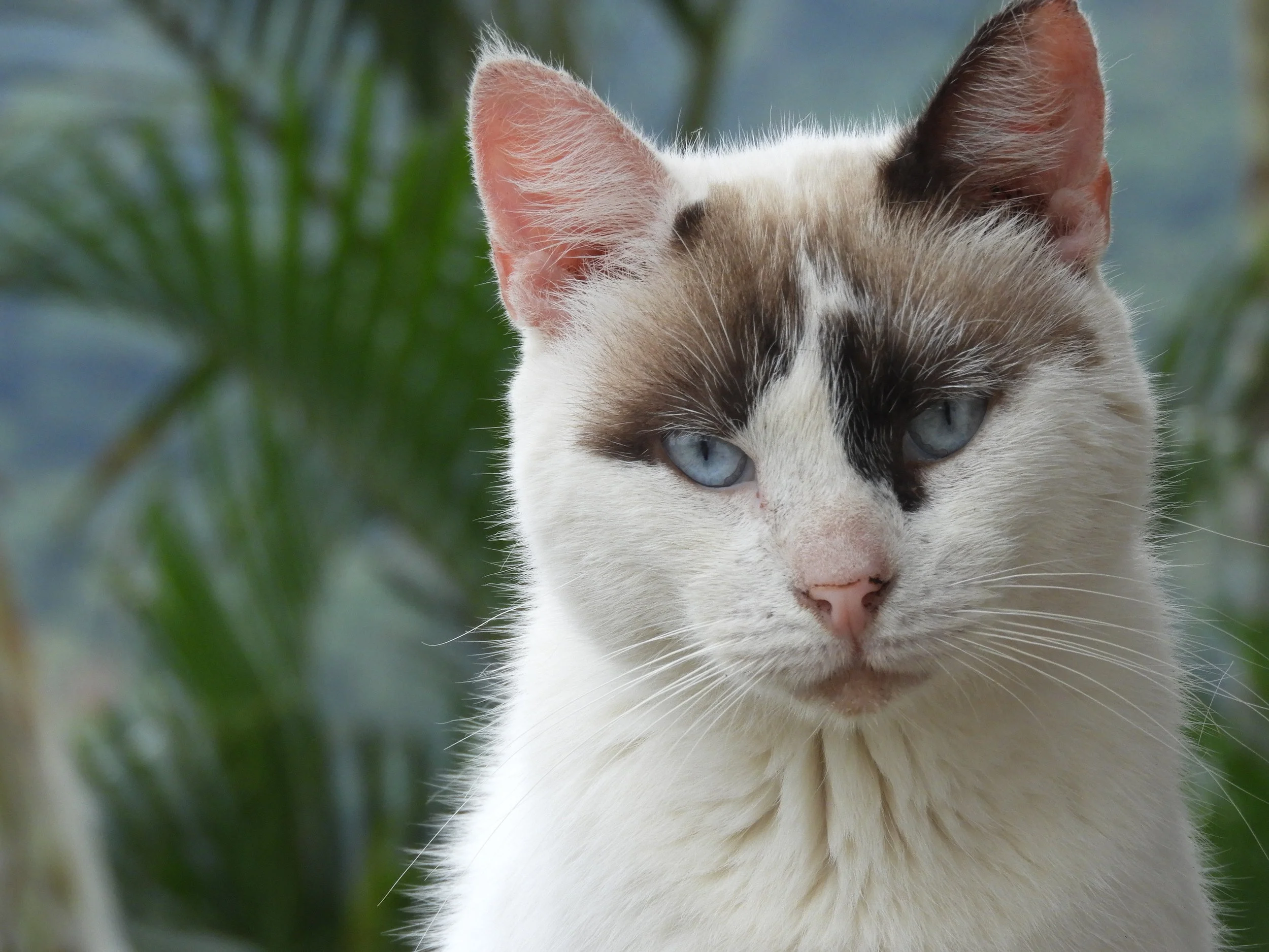 Home — FUNDACION CORAZON GATUNO