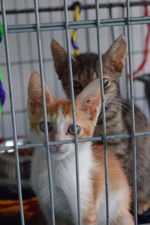 FUNDACION CORAZON GATUNO