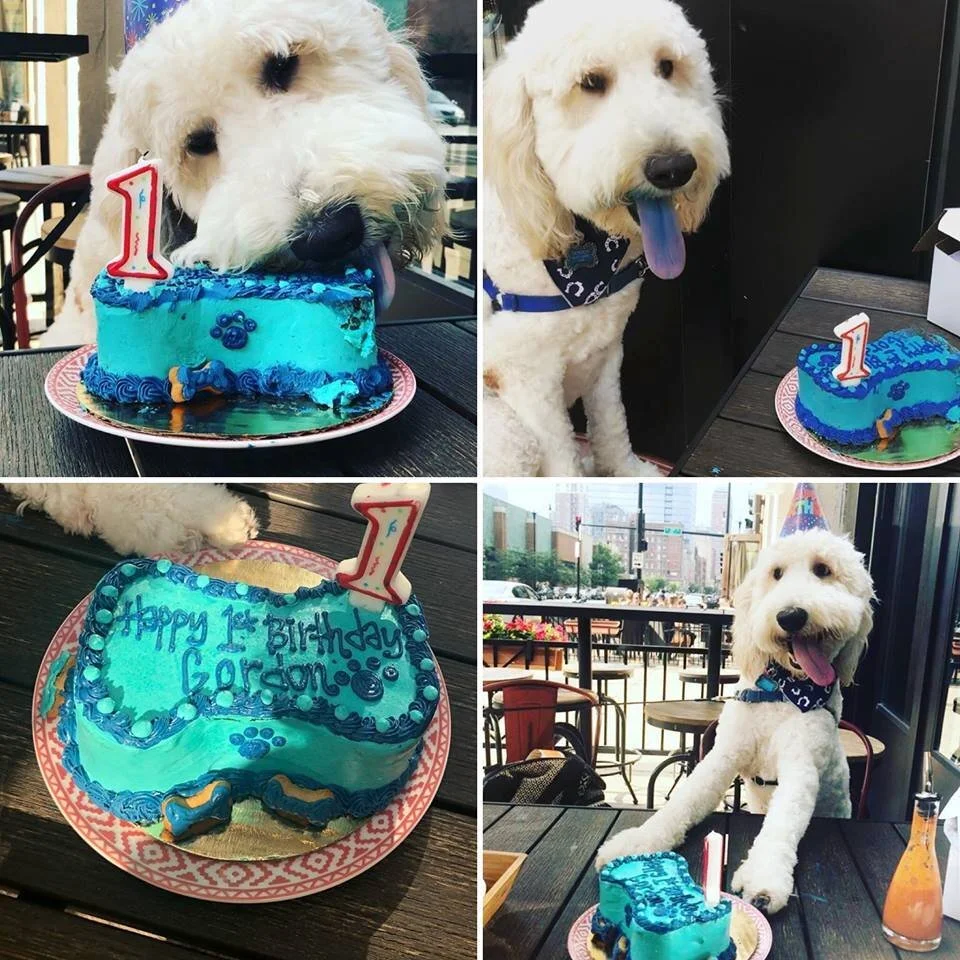 Party With Your Dog! — Enjoy Your Dog