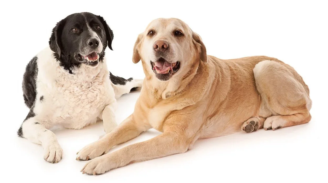 Dog Training Classes — Enjoy Your Dog