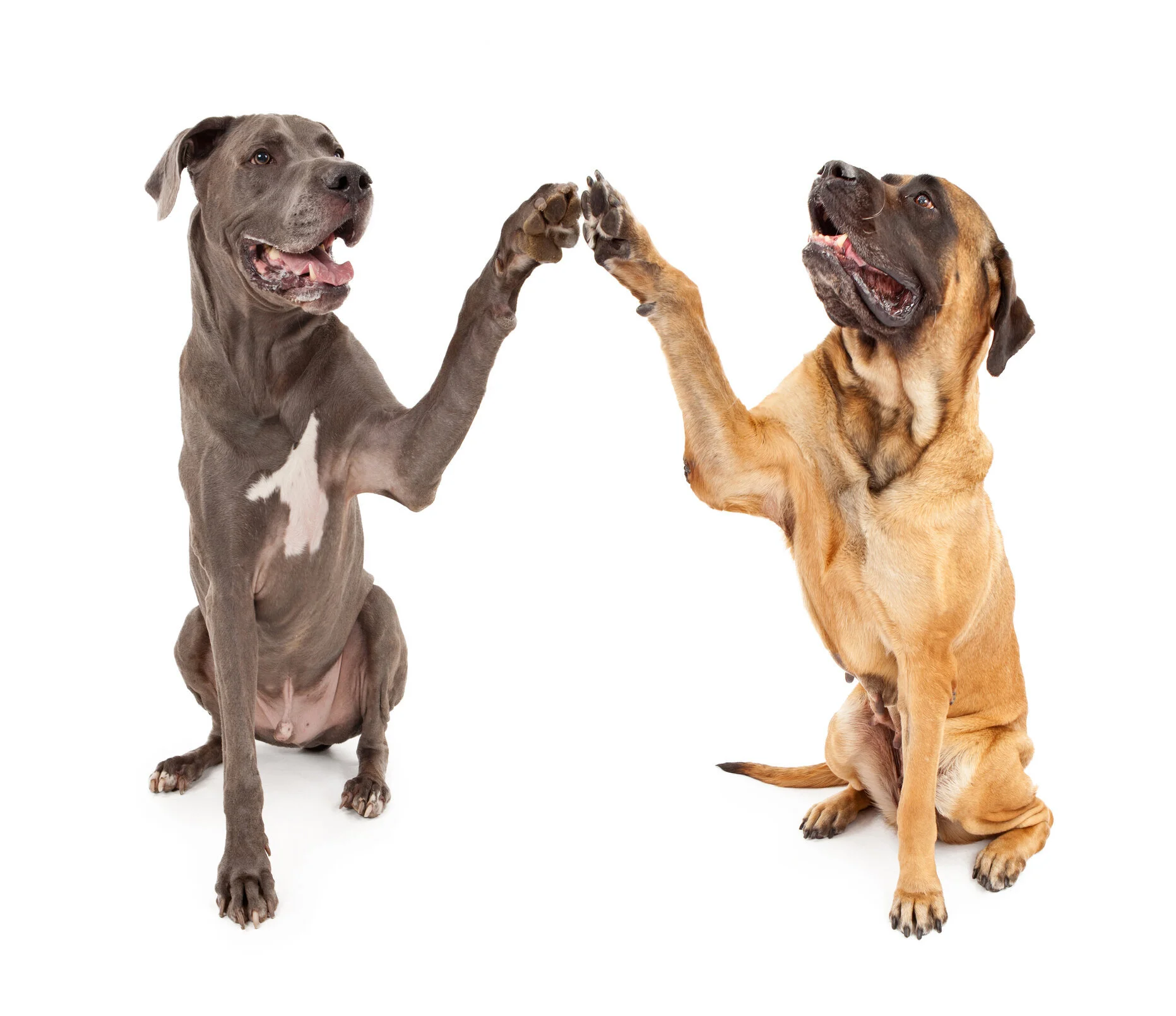 Client Training Handouts & Resources — Enjoy Your Dog