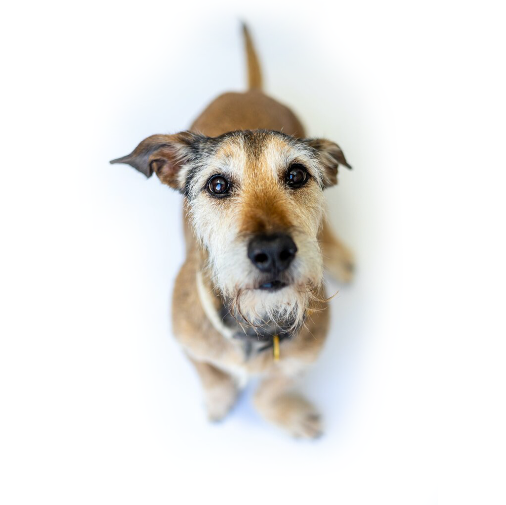 Client Handouts — Enjoy Your Dog