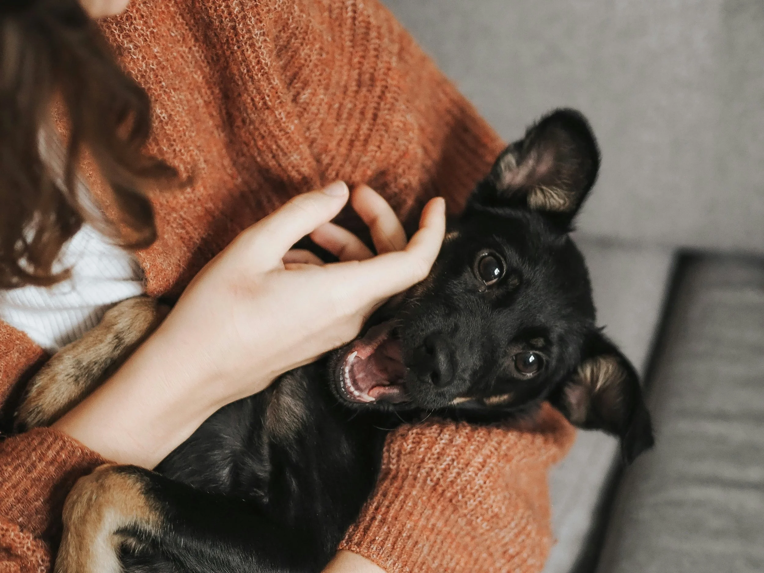 Online Dog Training Courses & Puppy Classes — Enjoy Your Dog