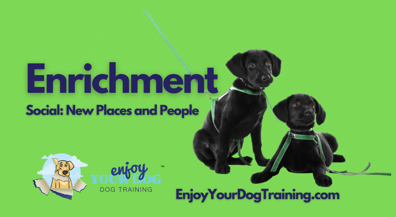 Online Dog Training Courses & Puppy Classes — Enjoy Your Dog