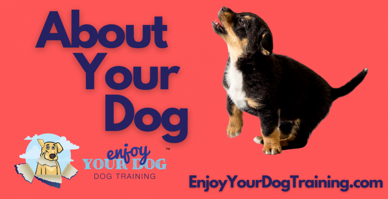 Online Dog Training Courses & Puppy Classes — Enjoy Your Dog