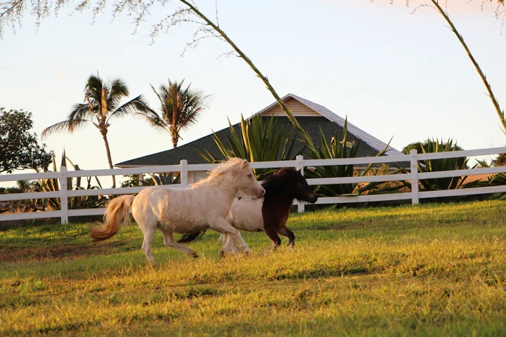 LAHAINA ANIMAL FARM