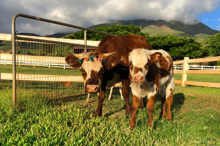 LAHAINA ANIMAL FARM