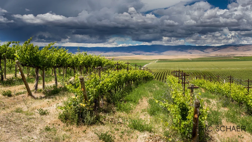 Vineyards — Eight Bells Winery