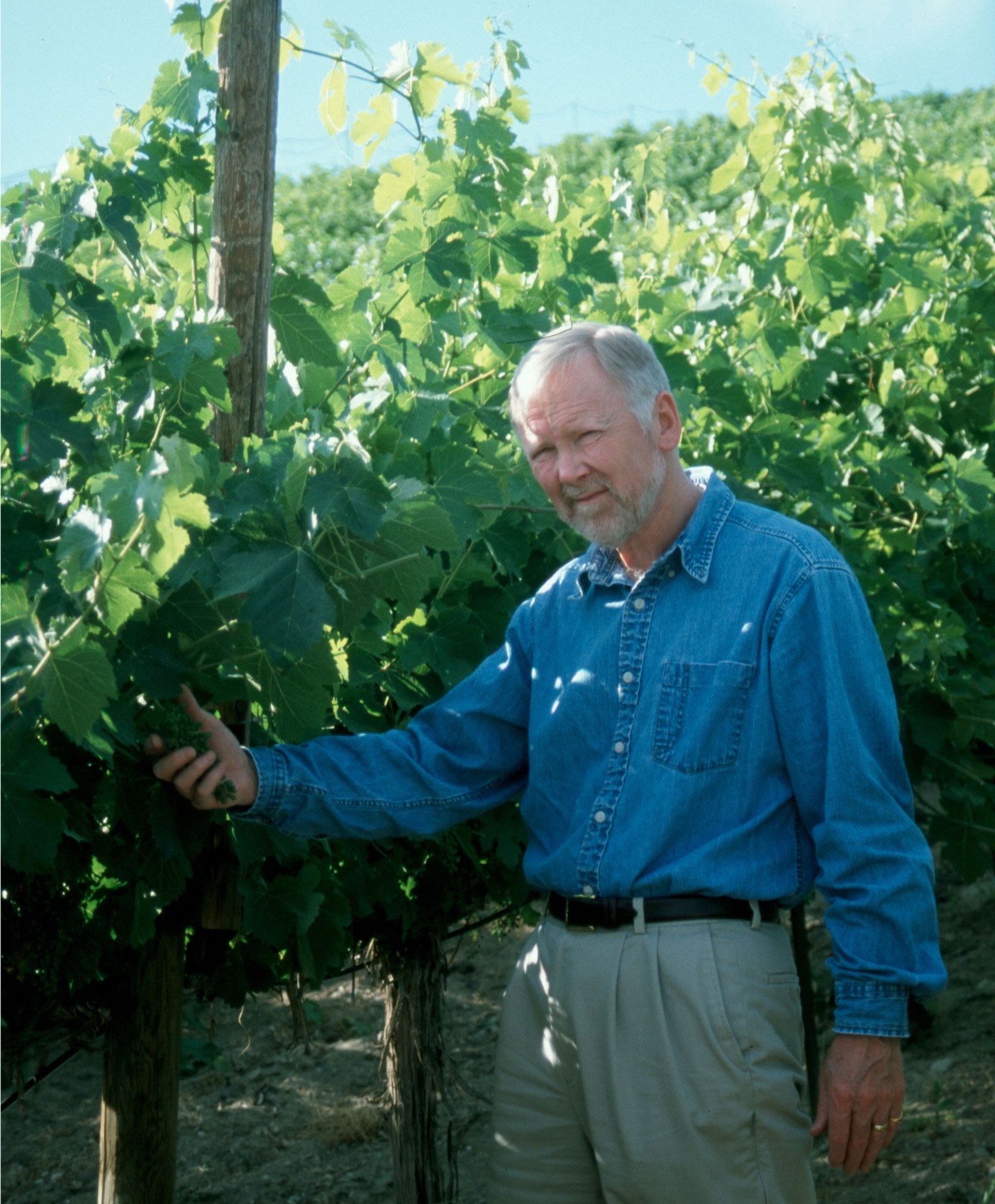 Vineyards — Eight Bells Winery