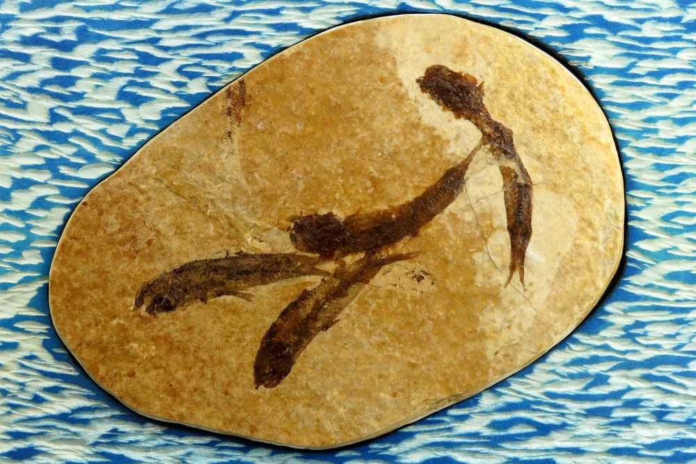 Unusual Handmade Wooden Box with Fossilized Fish — Dead Horse Bay Arts ...