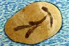 Unusual Handmade Wooden Box with Fossilized Fish — Dead Horse Bay Arts ...