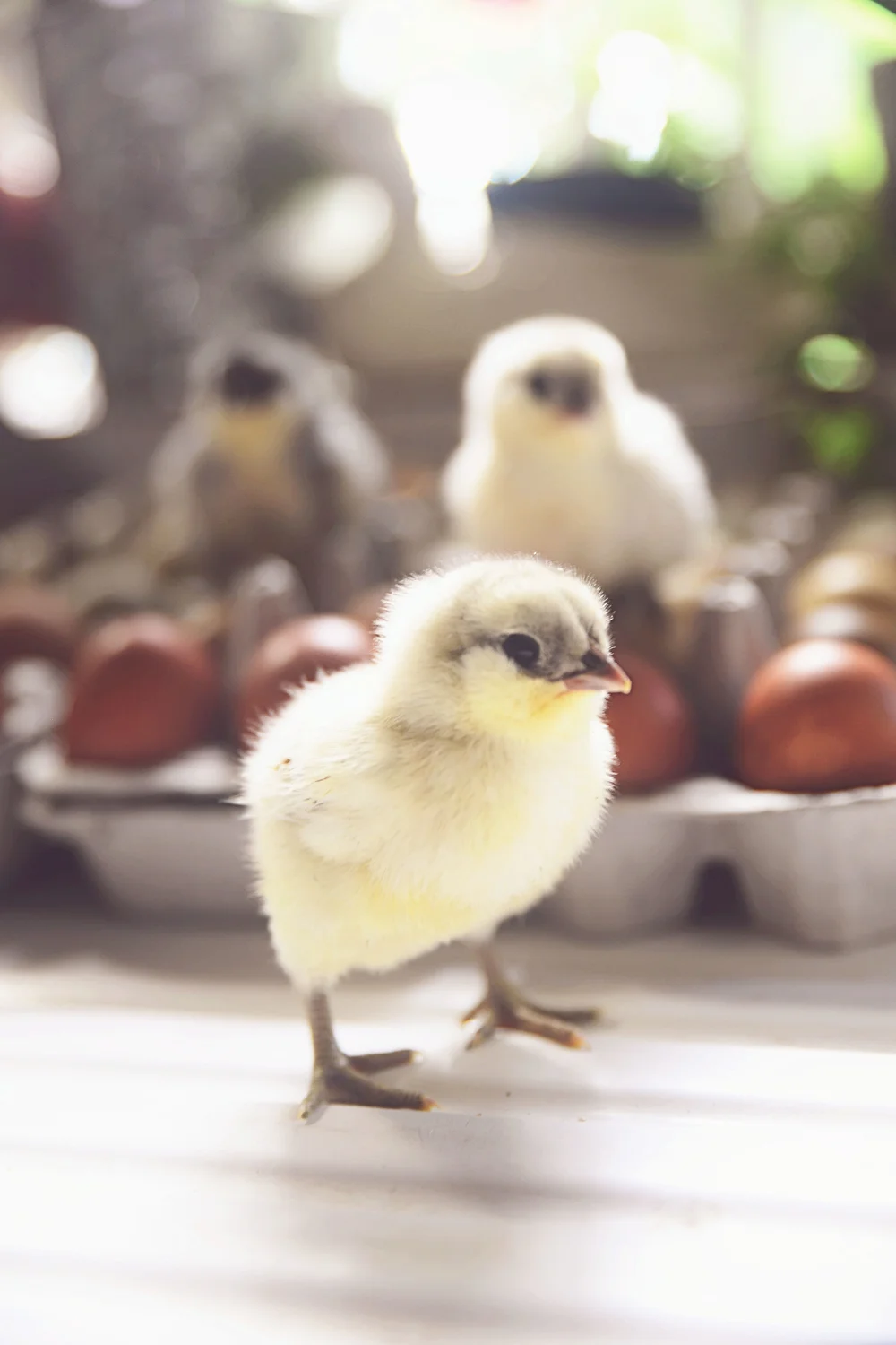 Americana Chicks