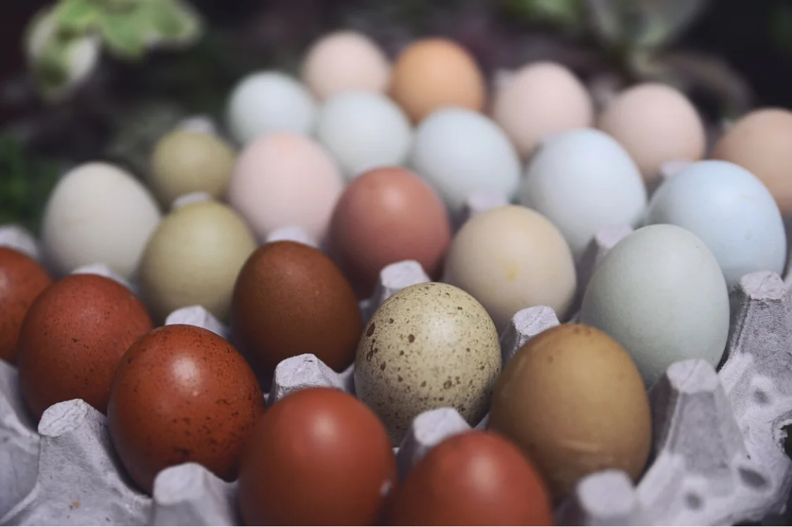 Hatching Eggs — Open Gate Poultry