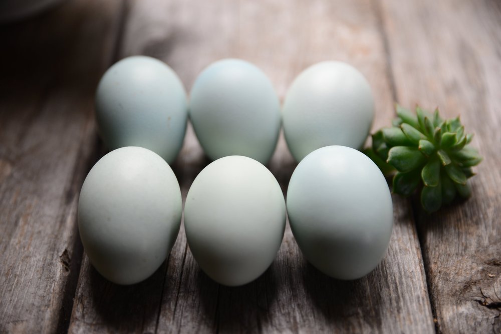 Local Chicks — Open Gate Poultry