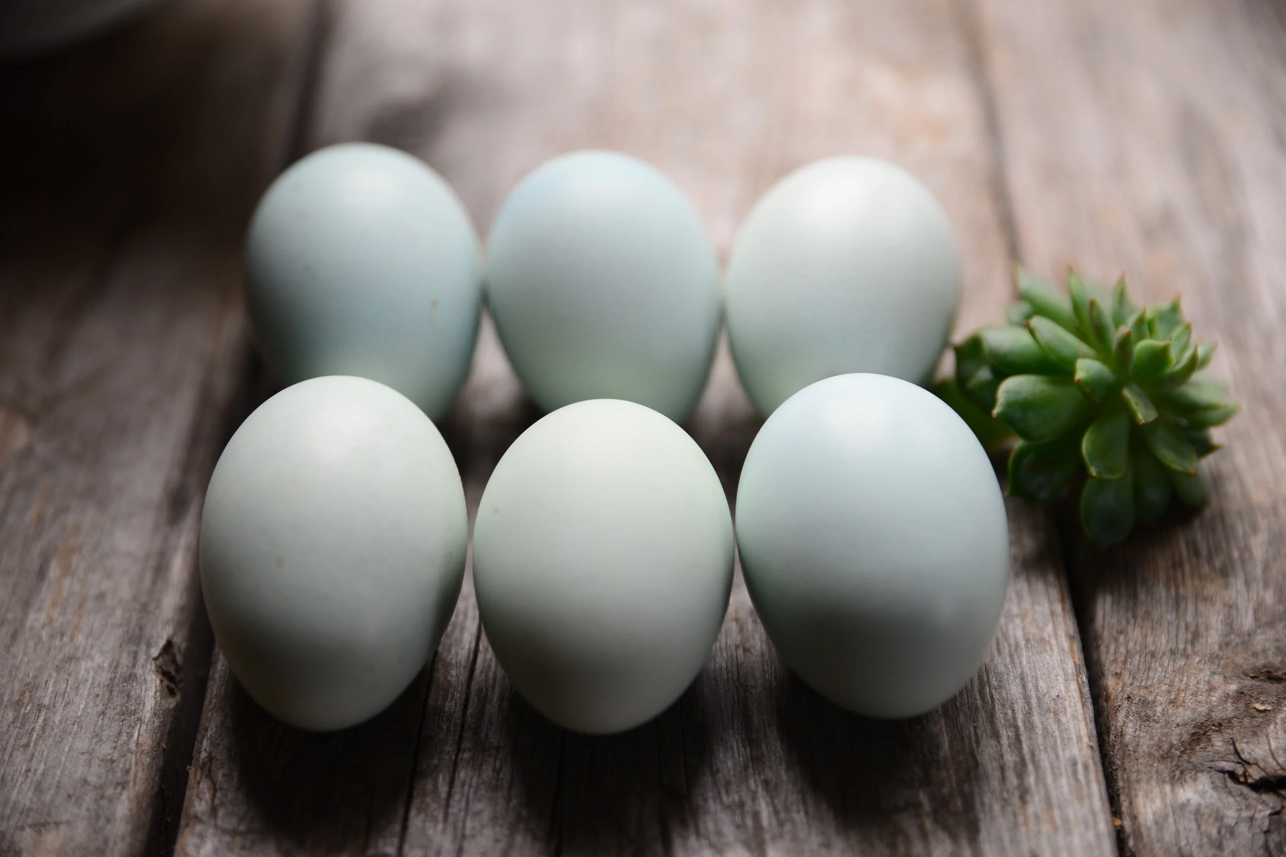 Local Chicks — Open Gate Poultry