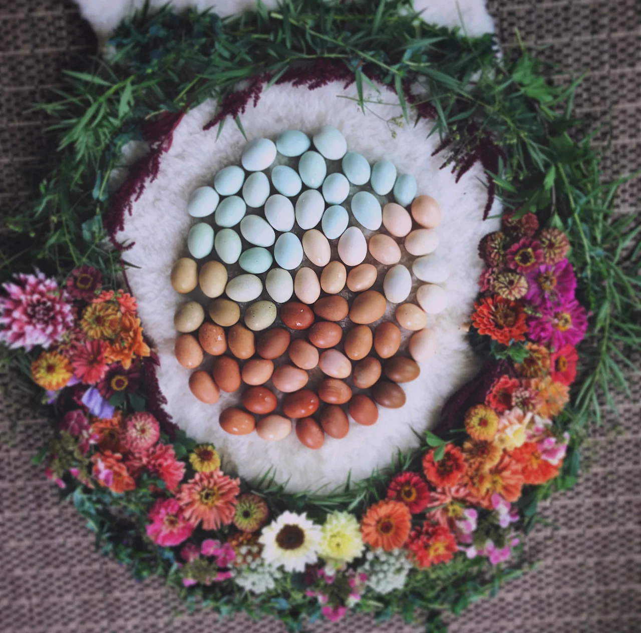 Hatching Eggs — Open Gate Poultry