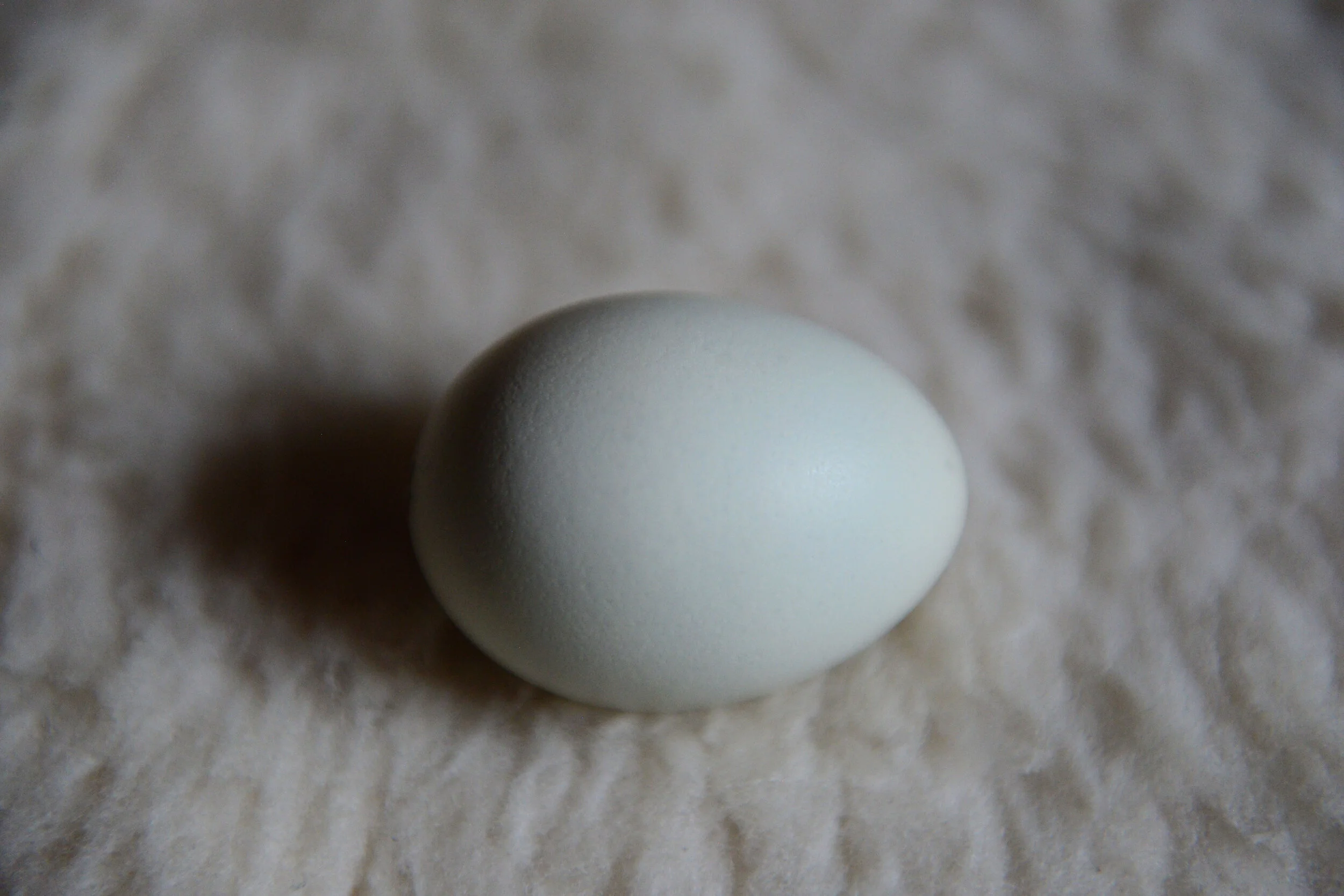 Hatching Eggs — Open Gate Poultry