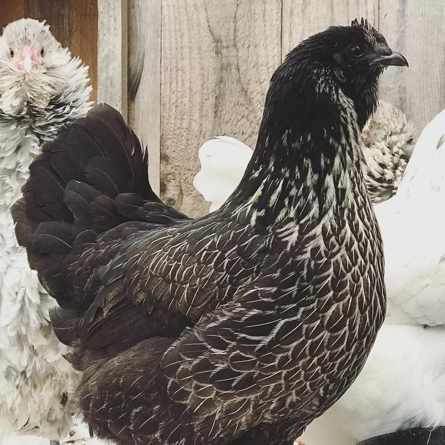 Local Chicks — Open Gate Poultry