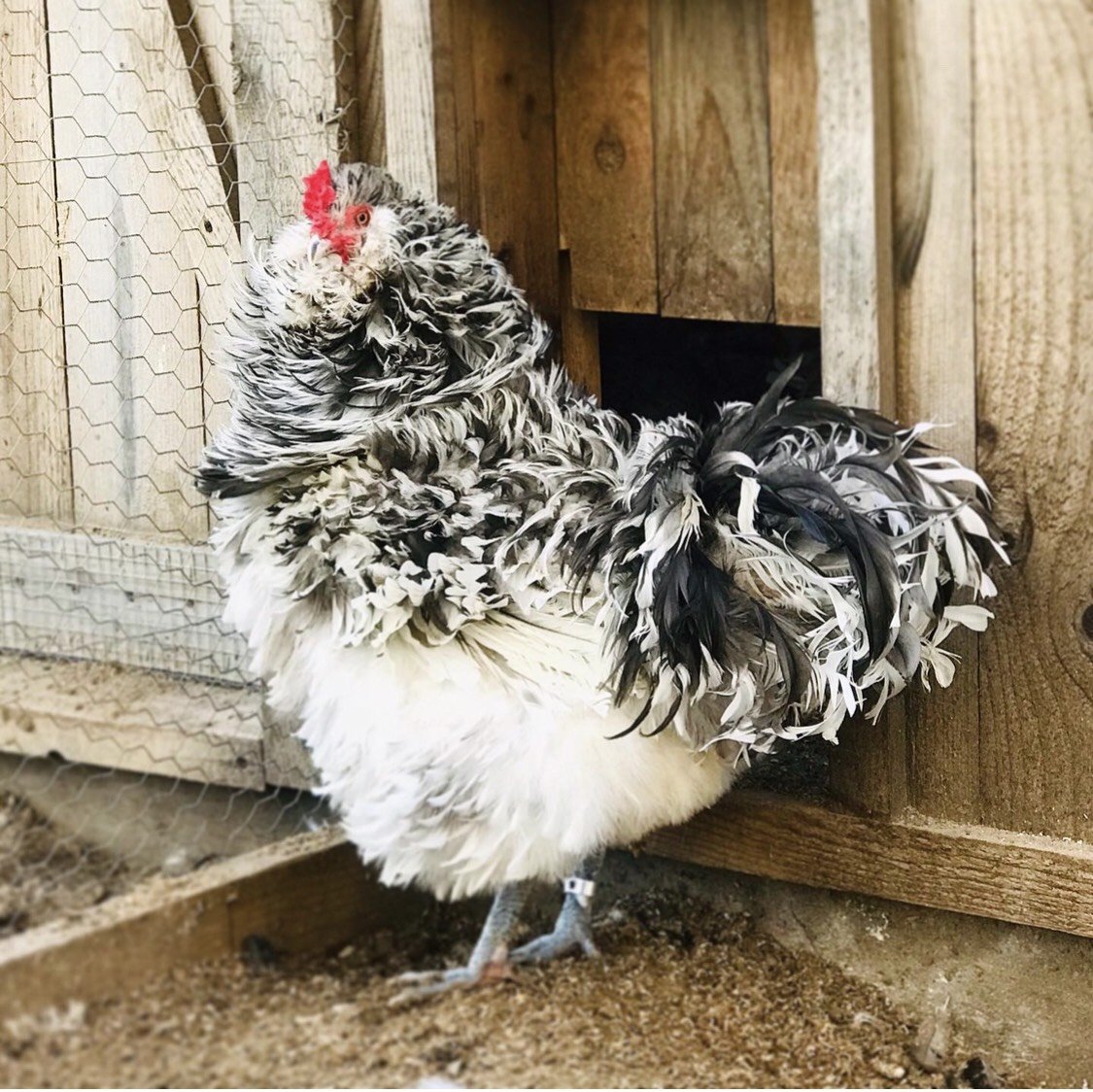 Pullets + Cockerels — Open Gate Poultry