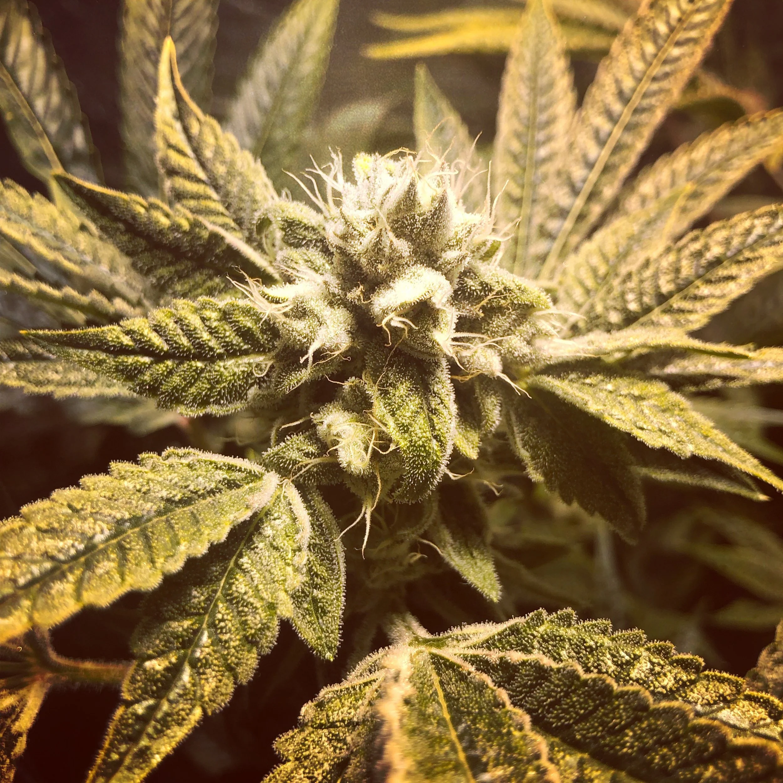 indica — The History of Cannabis — CANNANASKIS