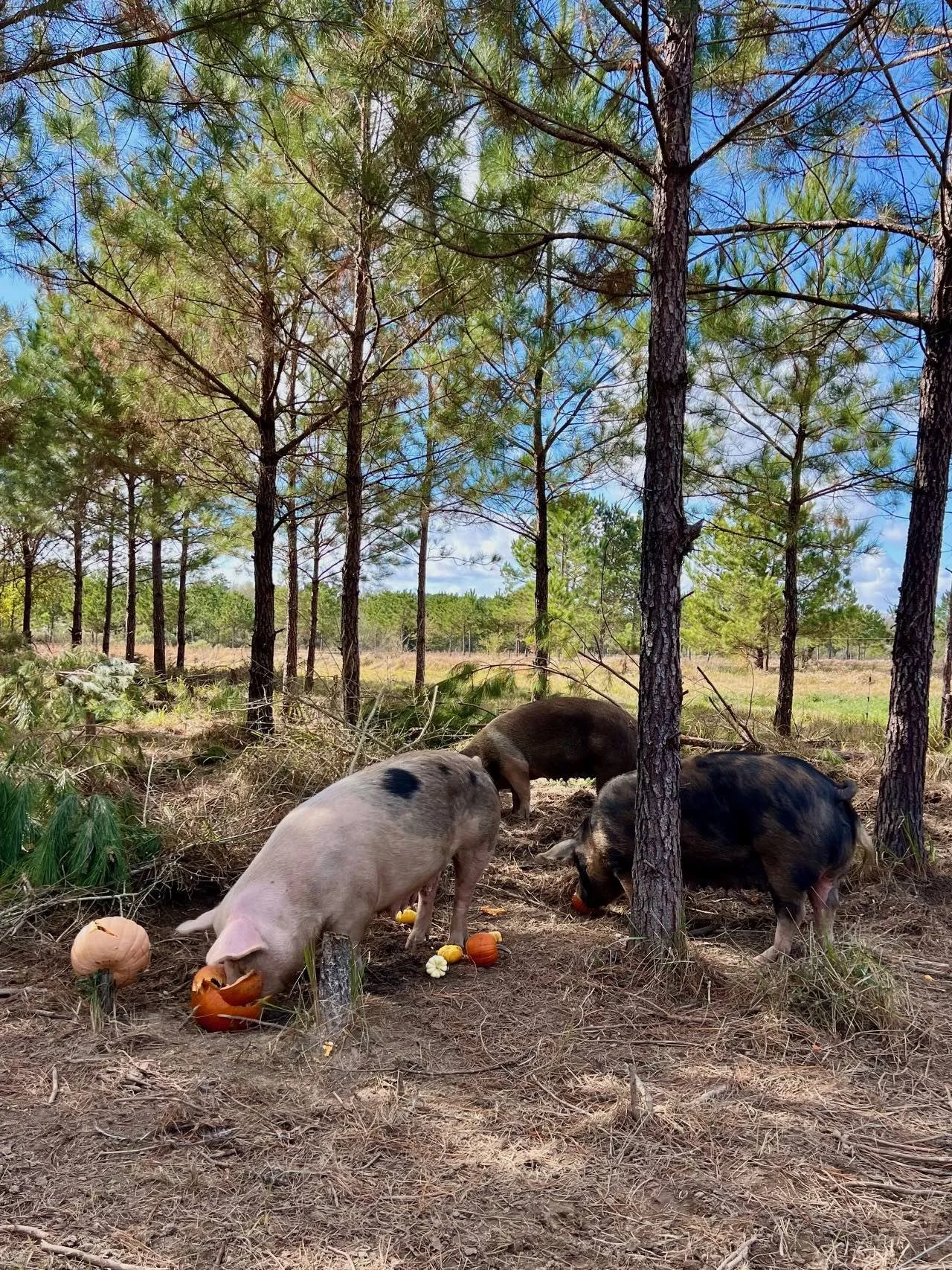 Beef & Goat Harvest, Family Visit, Weaning Piglets and the End of ...