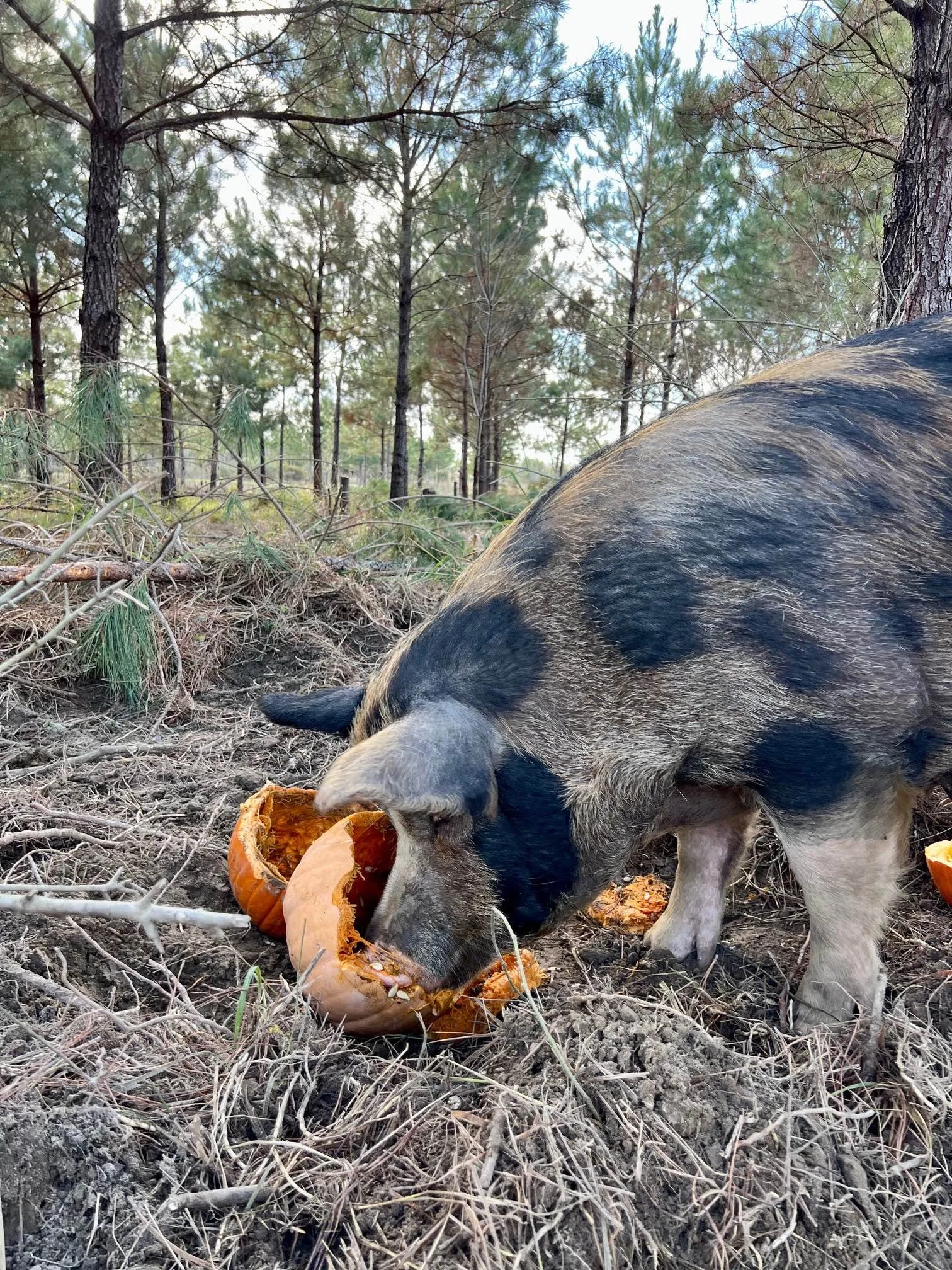 Beef & Goat Harvest, Family Visit, Weaning Piglets and the End of ...