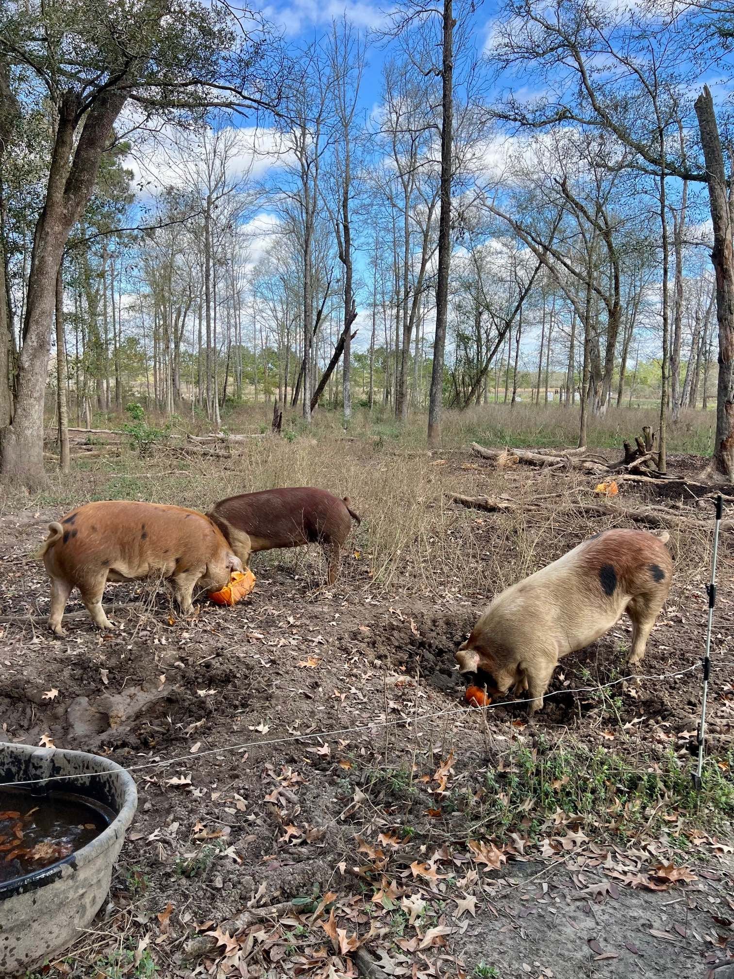 Beef & Goat Harvest, Family Visit, Weaning Piglets and the End of ...